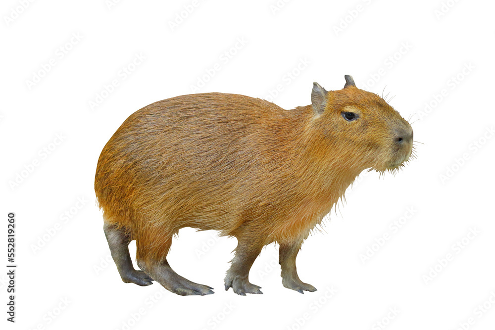 Capybara isolated on transparent background. Stock Photo | Adobe Stock
