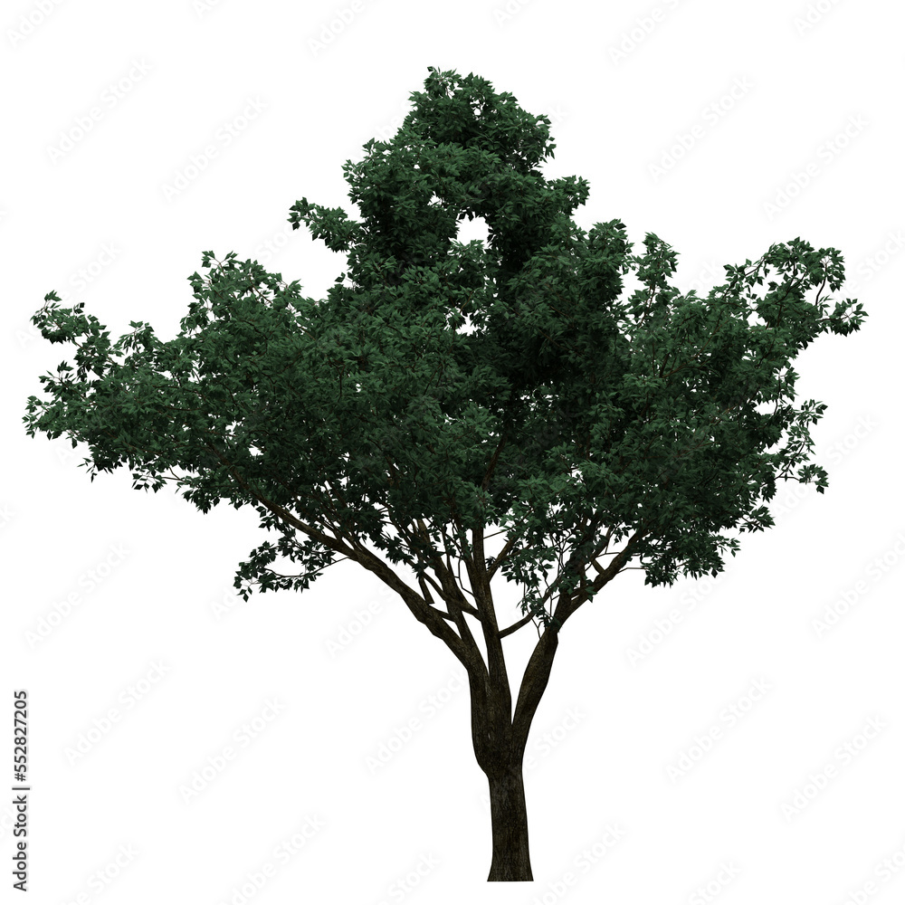 Generic Plant Tree PNG rendered in 4K Resolution for compositing and ...