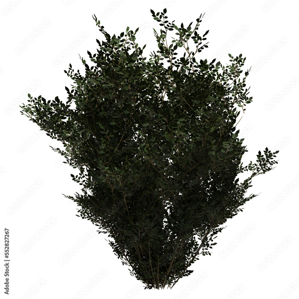 Generic Plant Tree PNG rendered in 4K Resolution for compositing and ...