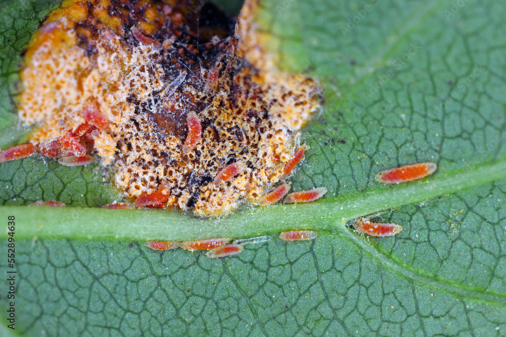 Larvae of Mycopdiplosis coniophaga feeding on aeciospores of Puccinia ...