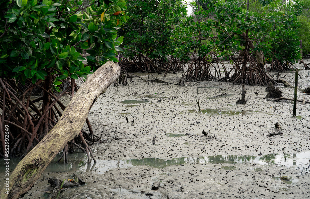 Stock-Foto „Green mangrove forest with mudflats. Mangrove ecosystem ...