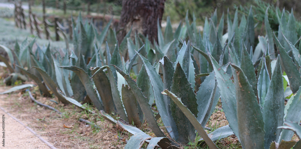 greenery in the forest in autumn october 2023. Agave americana plants ...