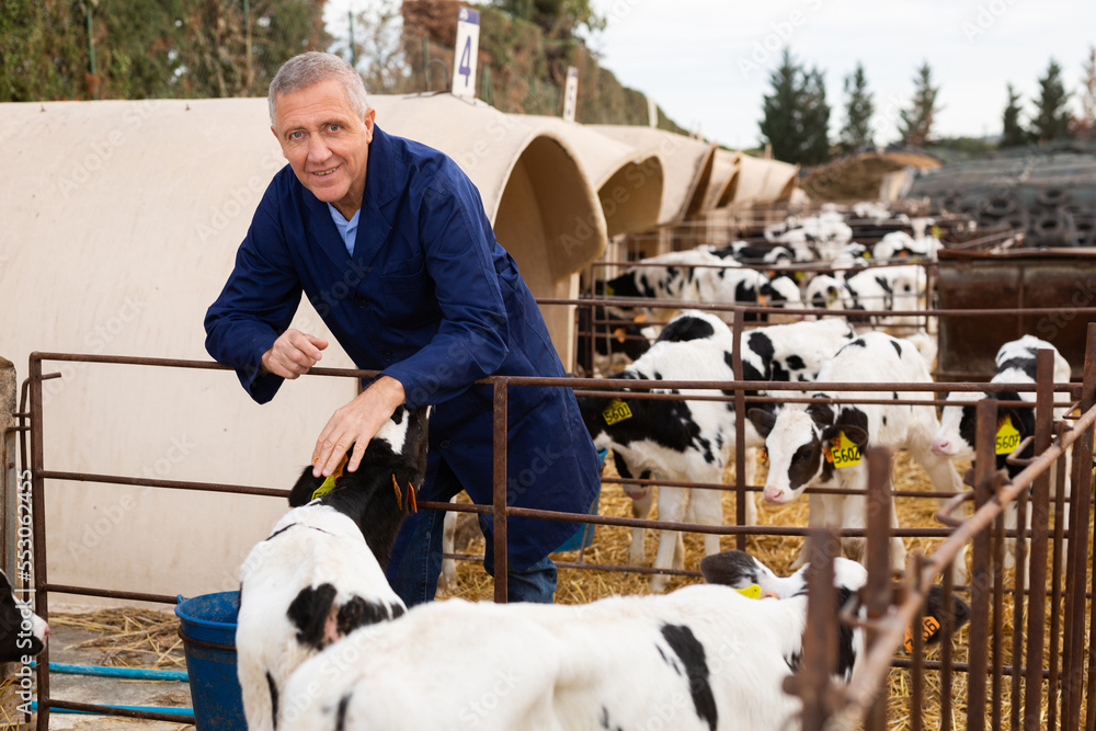 Caring male farmer in uniform giving milk to calves in plastic calf ...