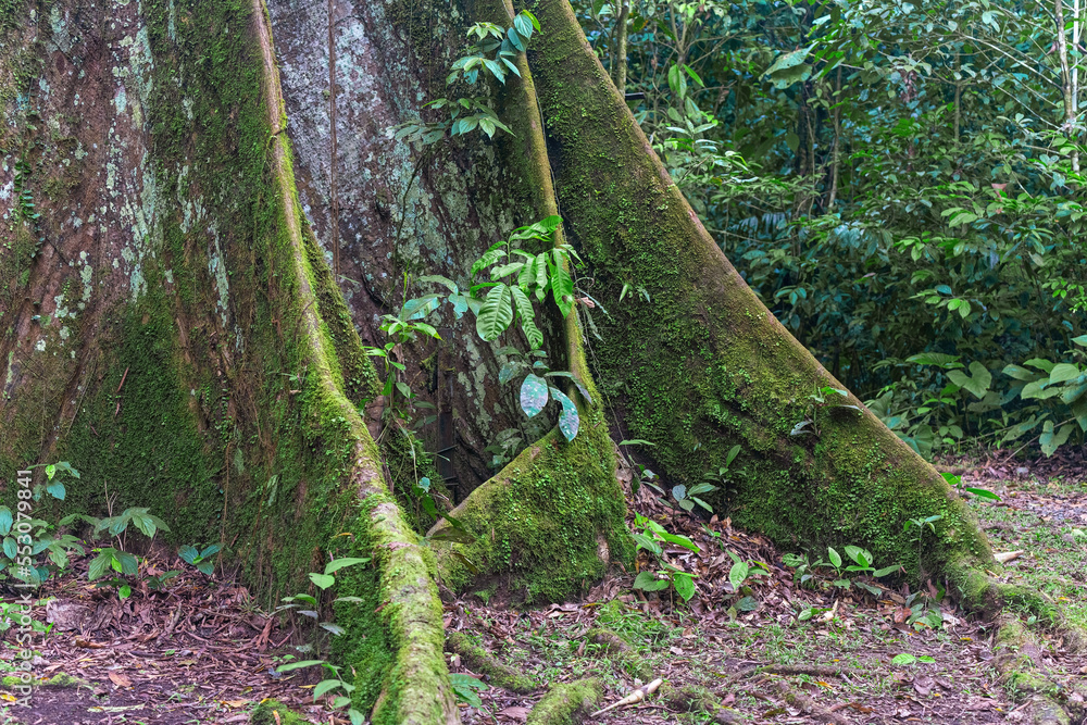 Base of a ceiba tree trunk (Ceiba pentandra) in the Amazon rainforest ...