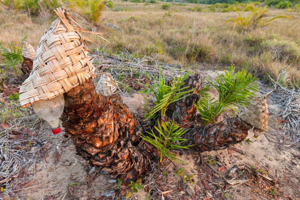 Senegal or Wild Date Palm (Phoenix reclinata) being tapped for the ...