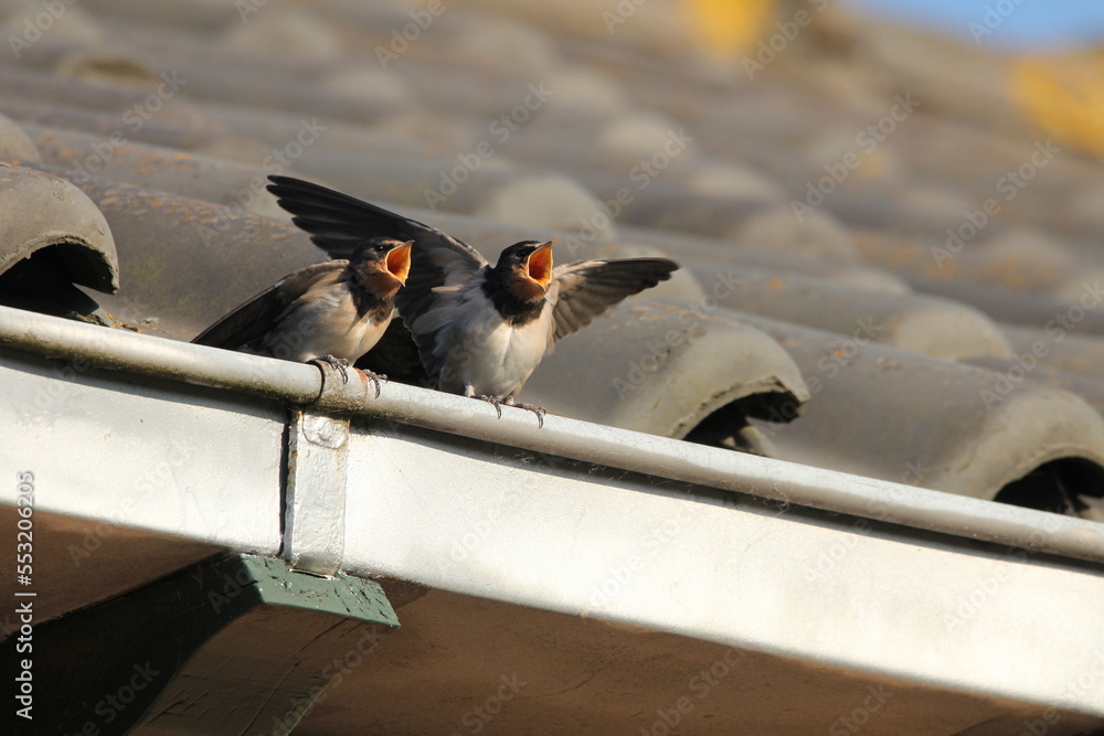 two young barn swallows are sitting with their mouth wide open at the ...
