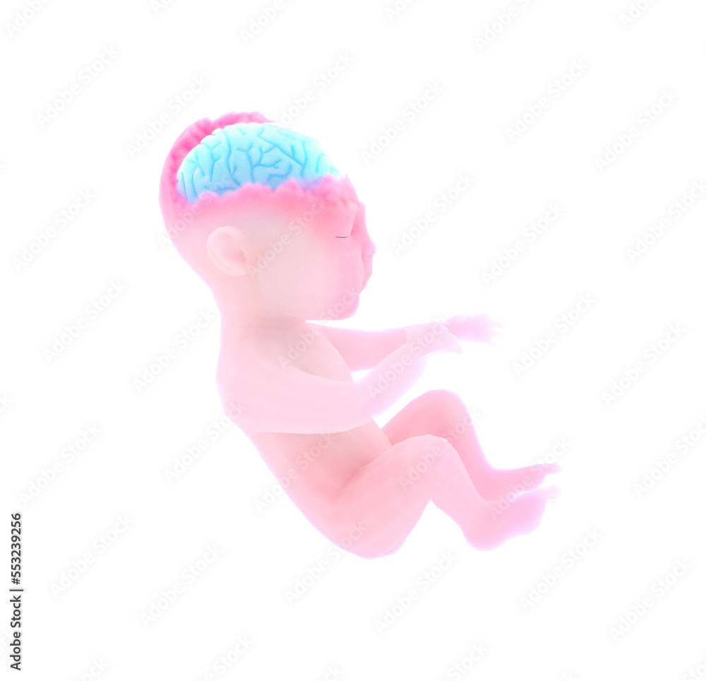 Child, fetus, organ formation. Brain. Sensory expansion learning ...