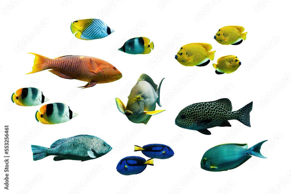 Collection set photo of colorful tropical fishes isolated on white or ...