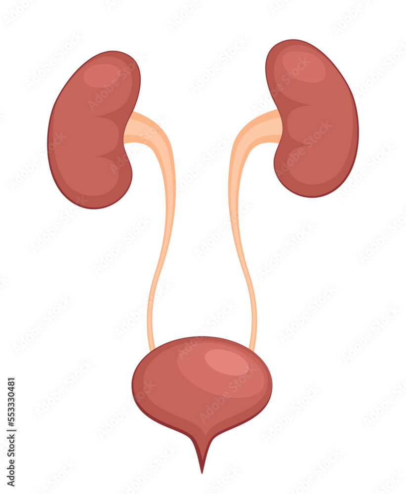 Urinary system anatomy. Incontinence biology infection uti, ureter ...