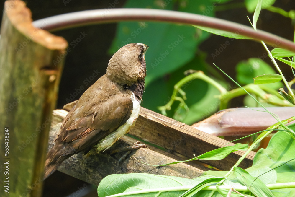 Bondol Jawa is a kind of small bird that eats rice and seeds. Its ...