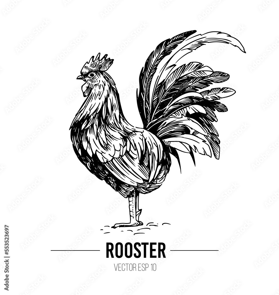 Rooster sketch. Hand drawn vector illustration. black outline on ...