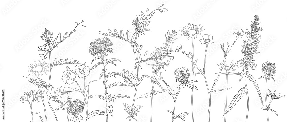 vector drawing natural background with wild flowers, flowering meadow ...