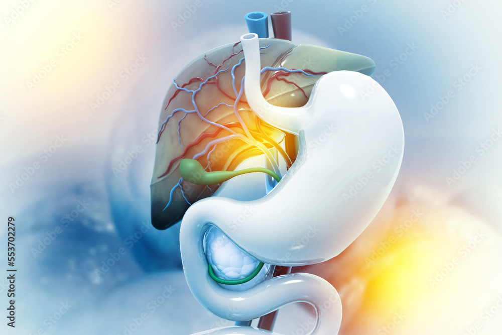 Anatomy of Liver stomach pancreas and gallbladder on medical background ...