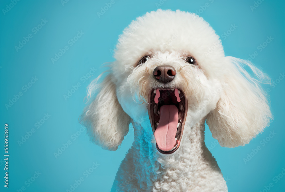 Poodle dog teeth in closeup with its mouth open, isolated on a blue ...