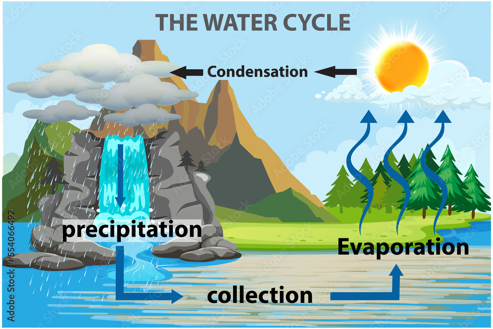 The water cycle involves evaporation, condensation, precipitation, and ...