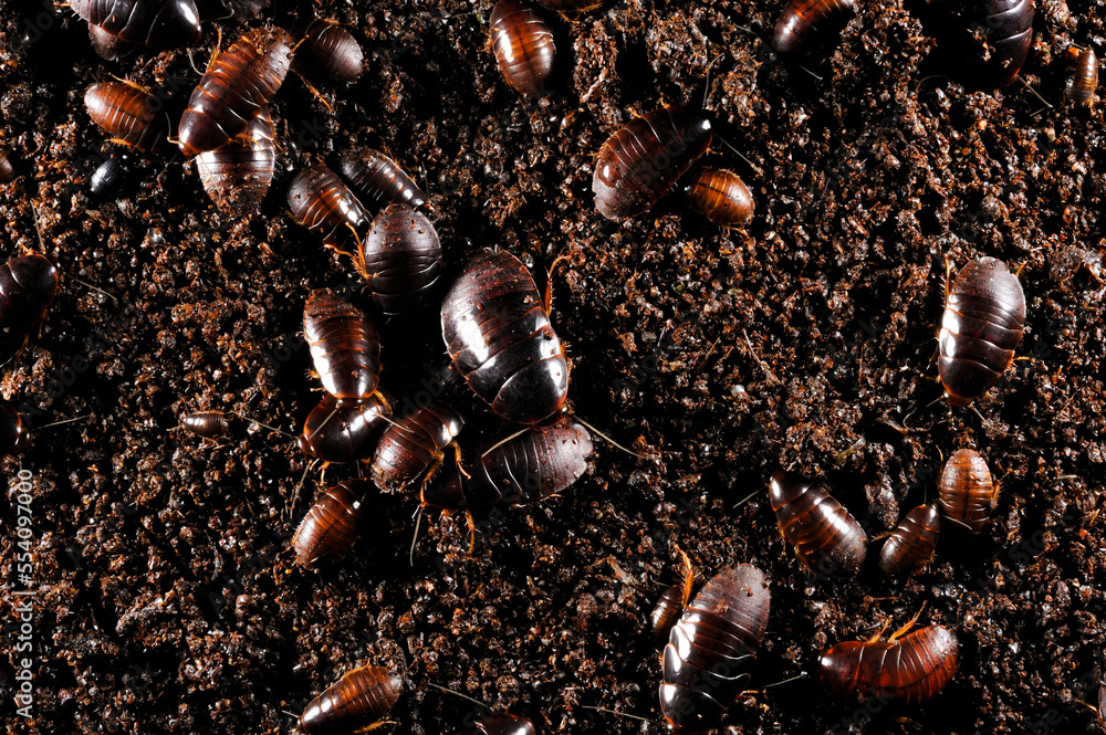 Insects feed off the bat guano in Deer Cave.; Gunung Mulu National Park ...