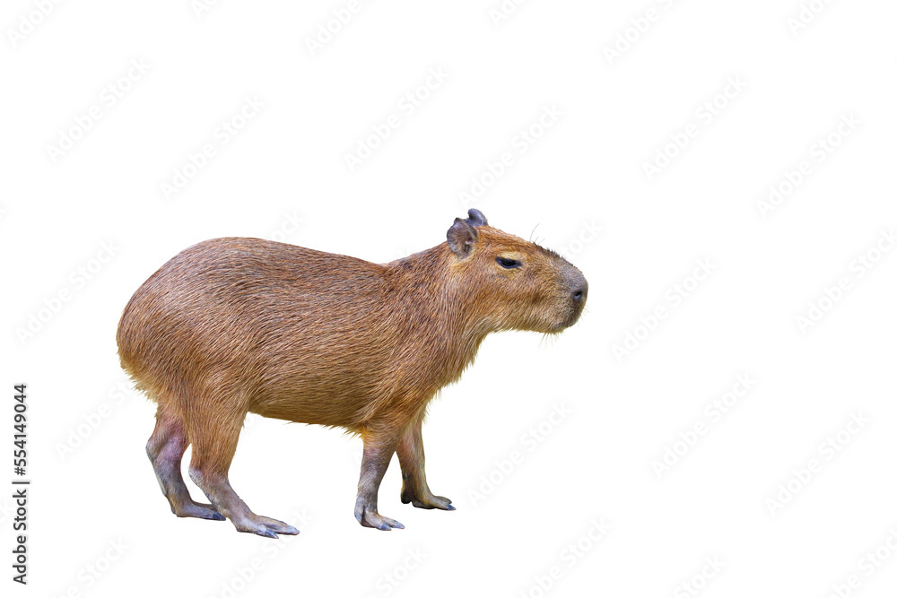 Capybara isolated on transparent background. Stock Photo | Adobe Stock