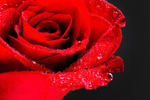 Red Rose And Dew Close-up Free Stock Photo - Public Domain Pictures