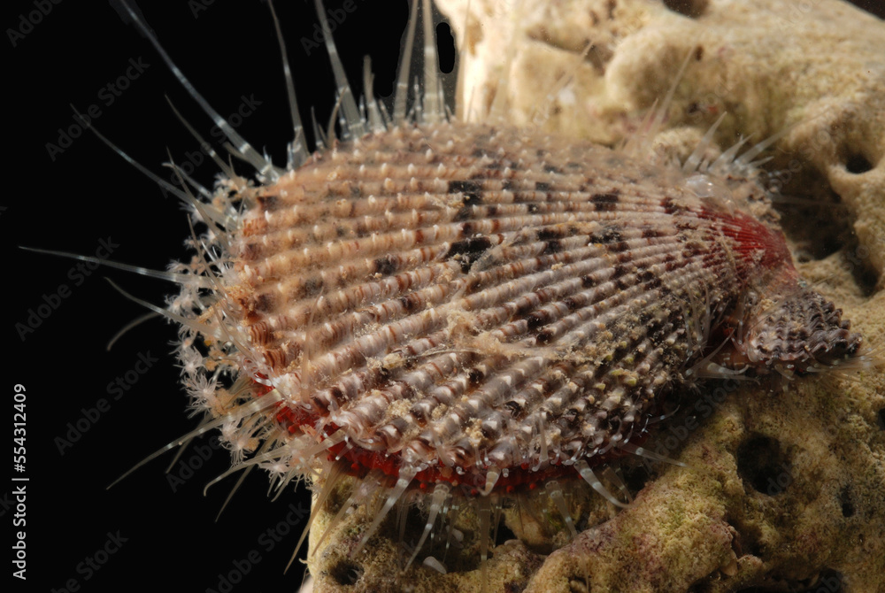 Scallop with red mantle. Sponge on back and hydroids on front of shell ...