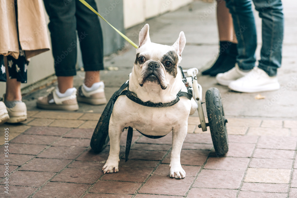 Disabled paralysed french bulldog walking in wheelchair. Dog with ...