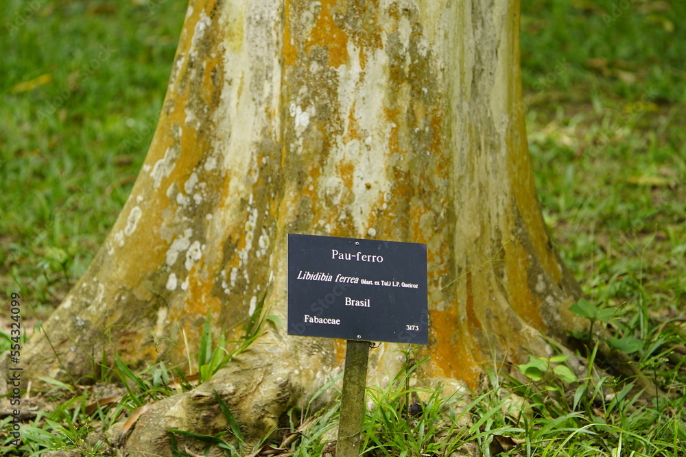 Libidibia ferrea, formerly Caesalpinia ferrea, and commonly known as ...