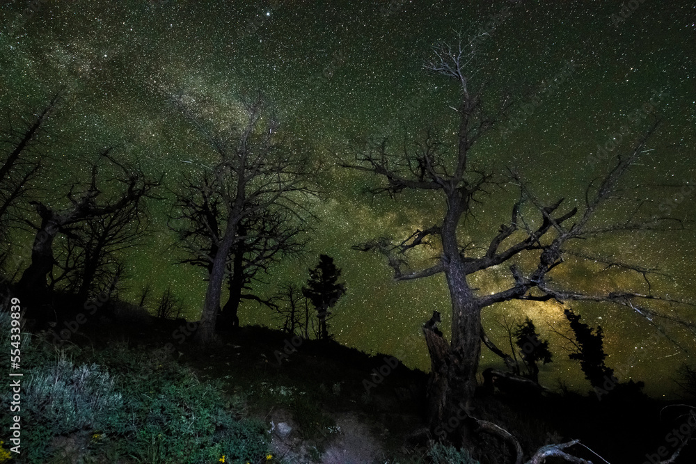 Milky Way Galaxy glowing in the night sky with Lodgepole pine trees ...