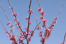 Redbud Tree Blooms Close-up Free Stock Photo - Public Domain Pictures