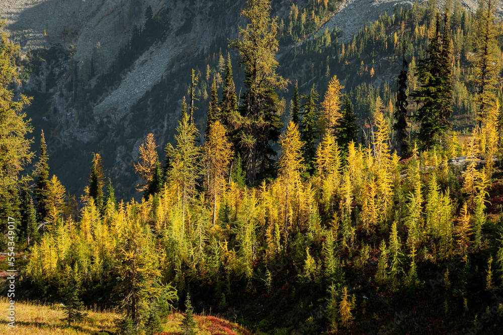 Stunning fall autumn yellow green colors of beautiful Larch trees on ...