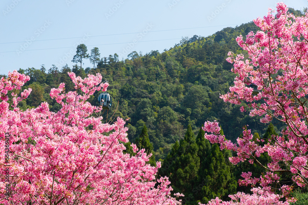 Take a cable car to see cherry blossoms in Formosan Aboriginal Culture ...