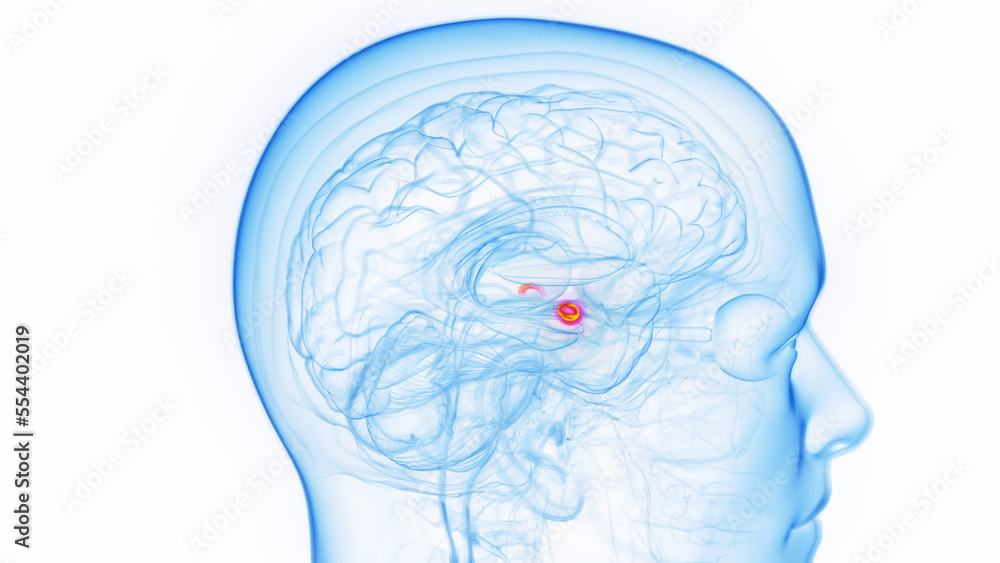 Stock-Illustration „3D medical illustration of a man's amygdala ...