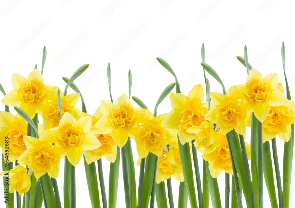 Daffodil flowers border isolated on white background, png file Stock ...