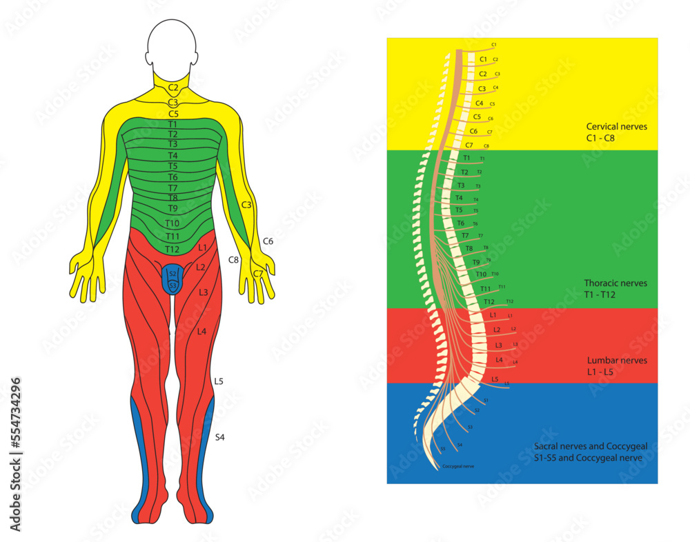 Dermatomes diagram. Correlation of the nerves and skin position ...