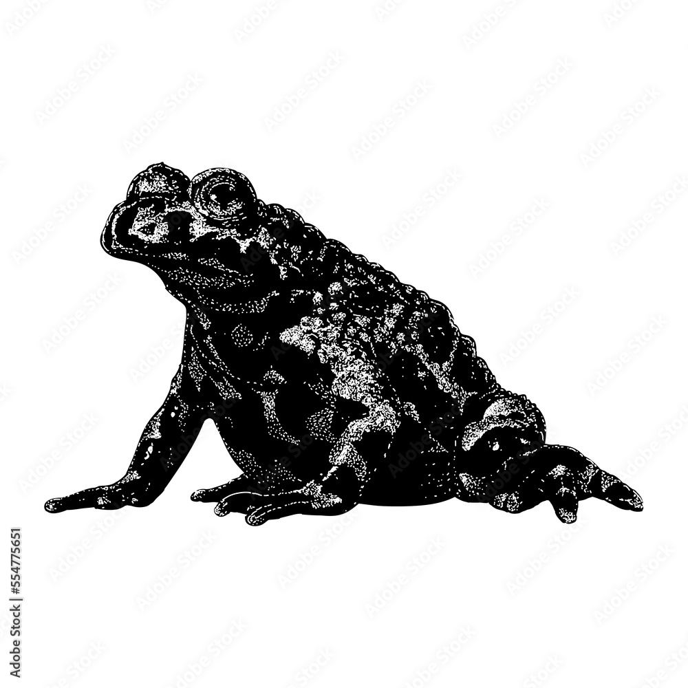 Fire-Bellied Toad hand drawing vector illustration isolated on ...