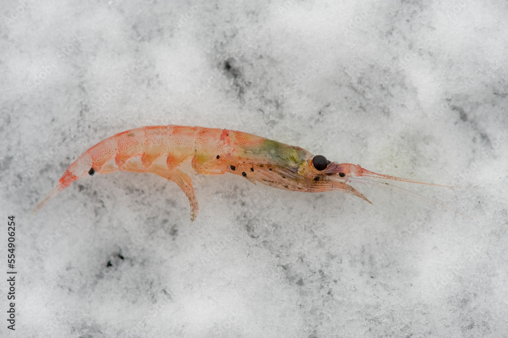 Krill (Euphausia superba), the basis of the Antarctic ecosystem, laying ...