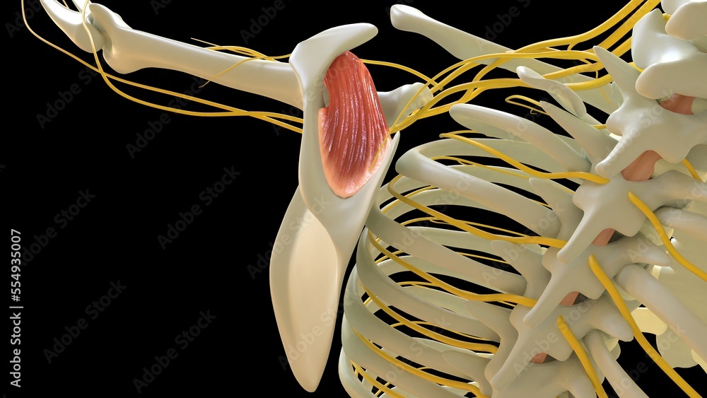 Supraspinatus Muscle anatomy for medical concept 3D rendering Stock ...