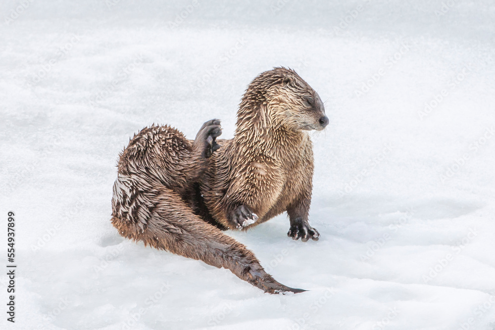 North American river otter (Lutra canadensis) lying on the ice ...