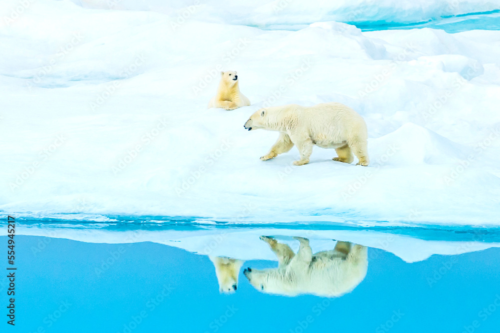 Photo Stock Reflection of mother and cub, polar bears (Ursus maritimus), Polar Bear Pass in ...