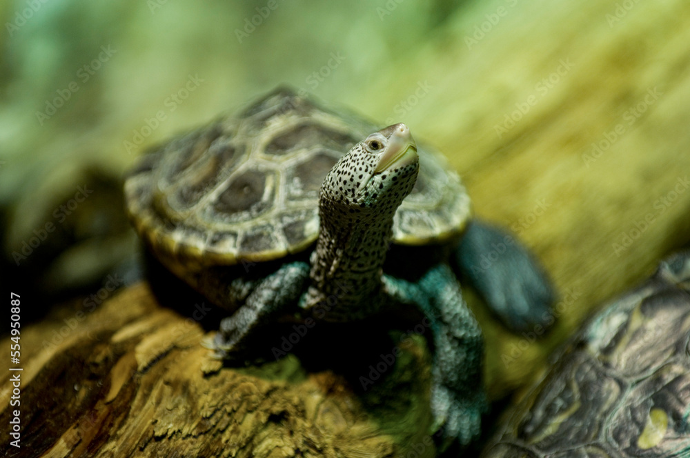 Portrait of an Alabama map turtle (Graptemys pulchra) in a zoo; Denver ...