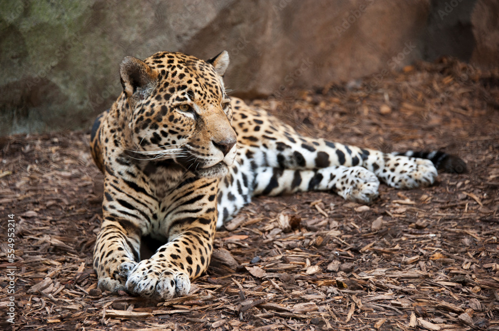 Lounging jaguar (Panthera onca) in a zoo enclosure; Houston, Texas ...