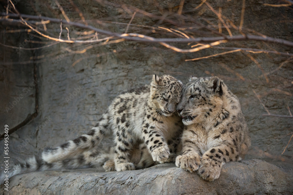Female Snow leopard (Panthera uncia) with her cub in a zoo enclosure ...