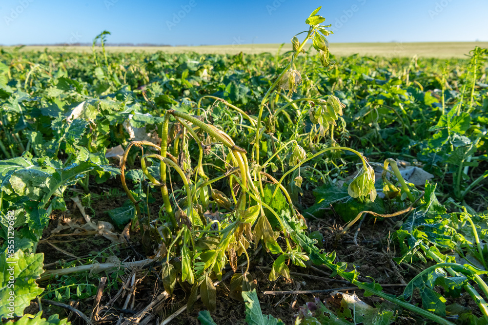 Champ de colza avec CIPAN (cultures intermédiaires pièges à nitrates ...