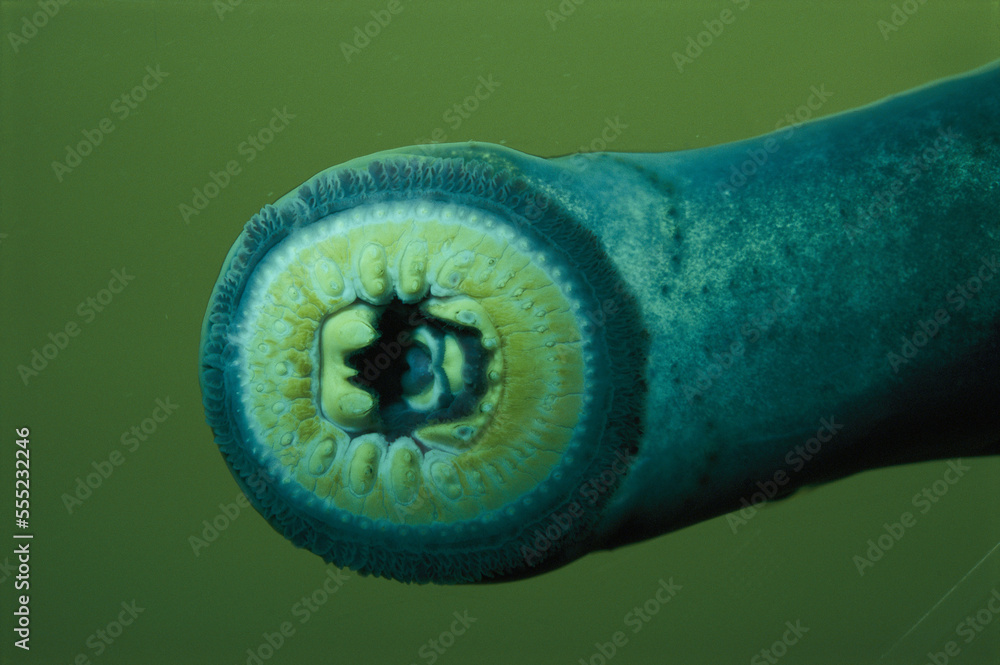 Close view of a Pacific lamprey (Lampetra tridentatus), which can grow ...