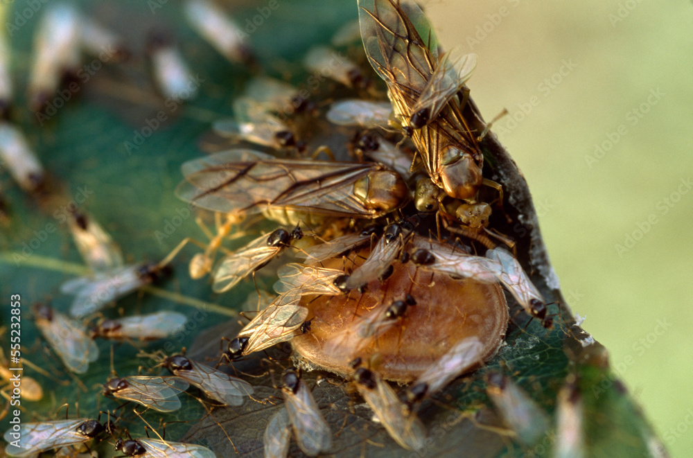 Green tree ants swarm over a larva of the Liphyra brassolis butterfly ...