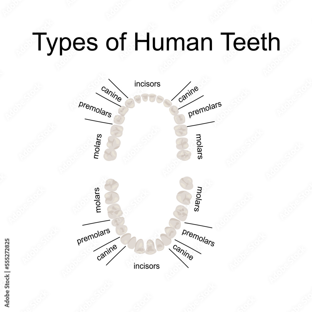 Visual aid Types of Human teeth anatomy and dentistry.Structure of oral ...