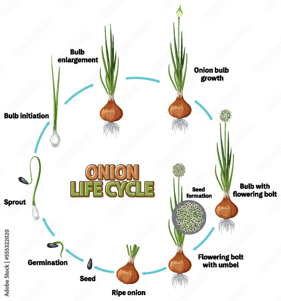 Diagram showing onion life cycle Stock Vector | Adobe Stock