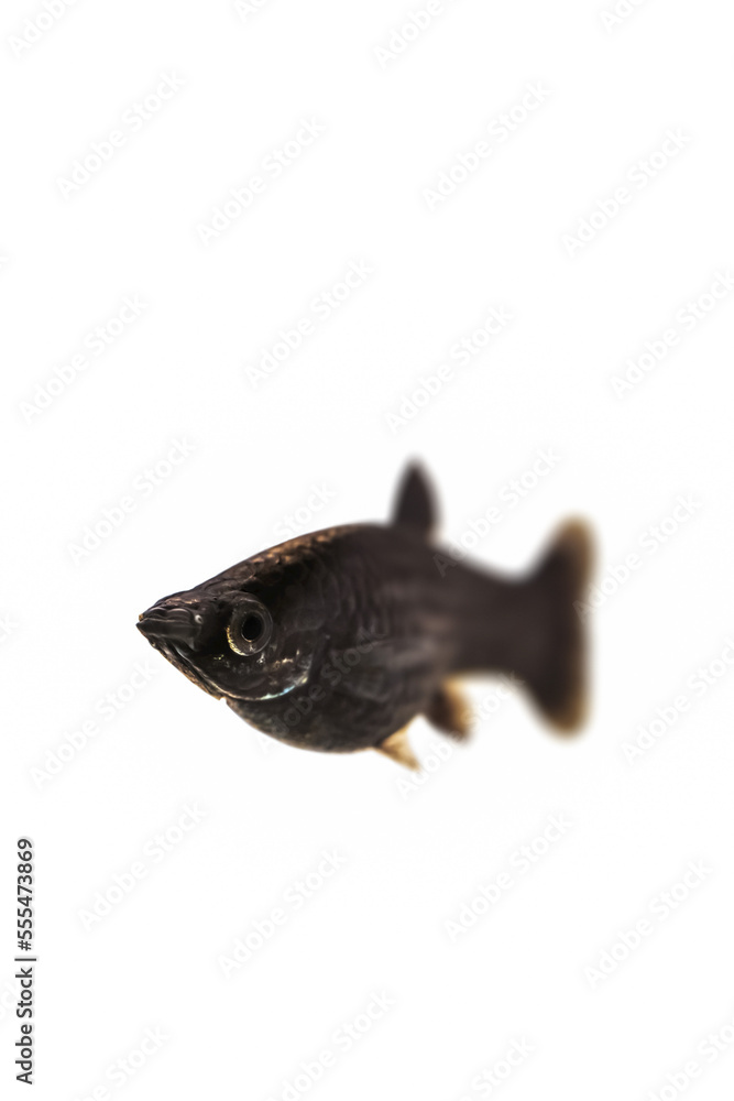 Black Common Molly fish (Poecilia sphenops) on a white background Stock ...