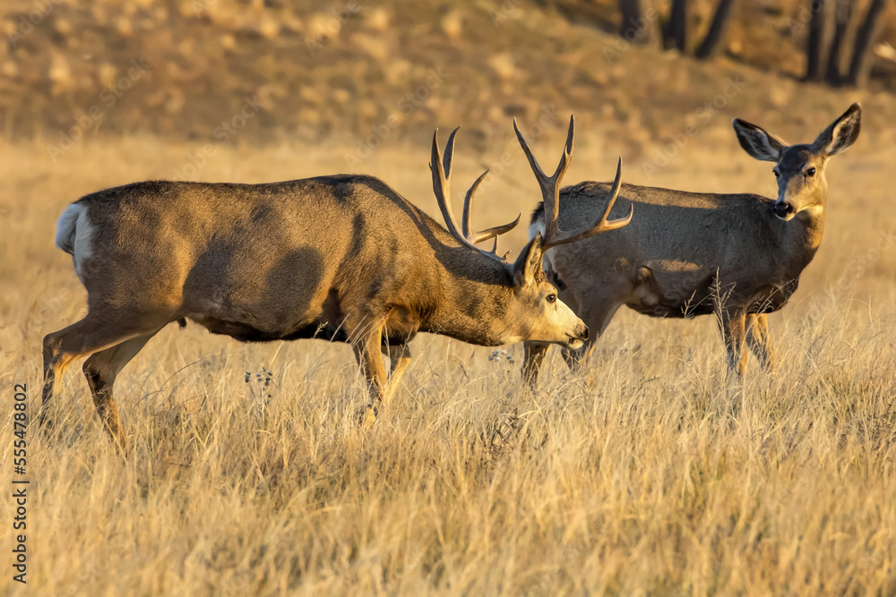 Mule deer (Odocoileus hemionus) buck and doe standing together in a ...