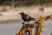 Crow With Nesting Material Free Stock Photo - Public Domain Pictures