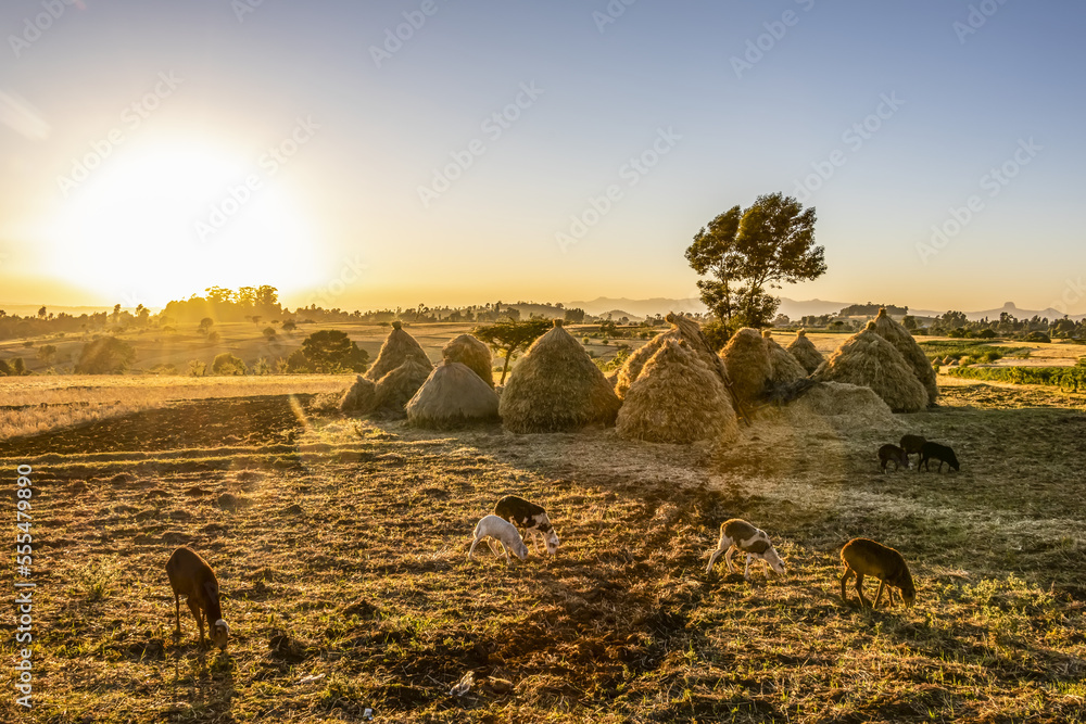 Stock-Foto „Goats and haystacks in the fields of teff (Eragrostis tef ...