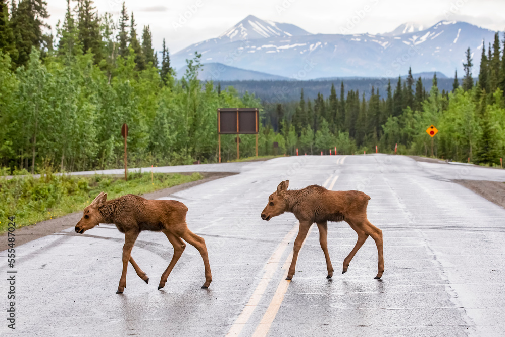 Twin moose calves (Alces alces) crossing the road, Denali National Park ...